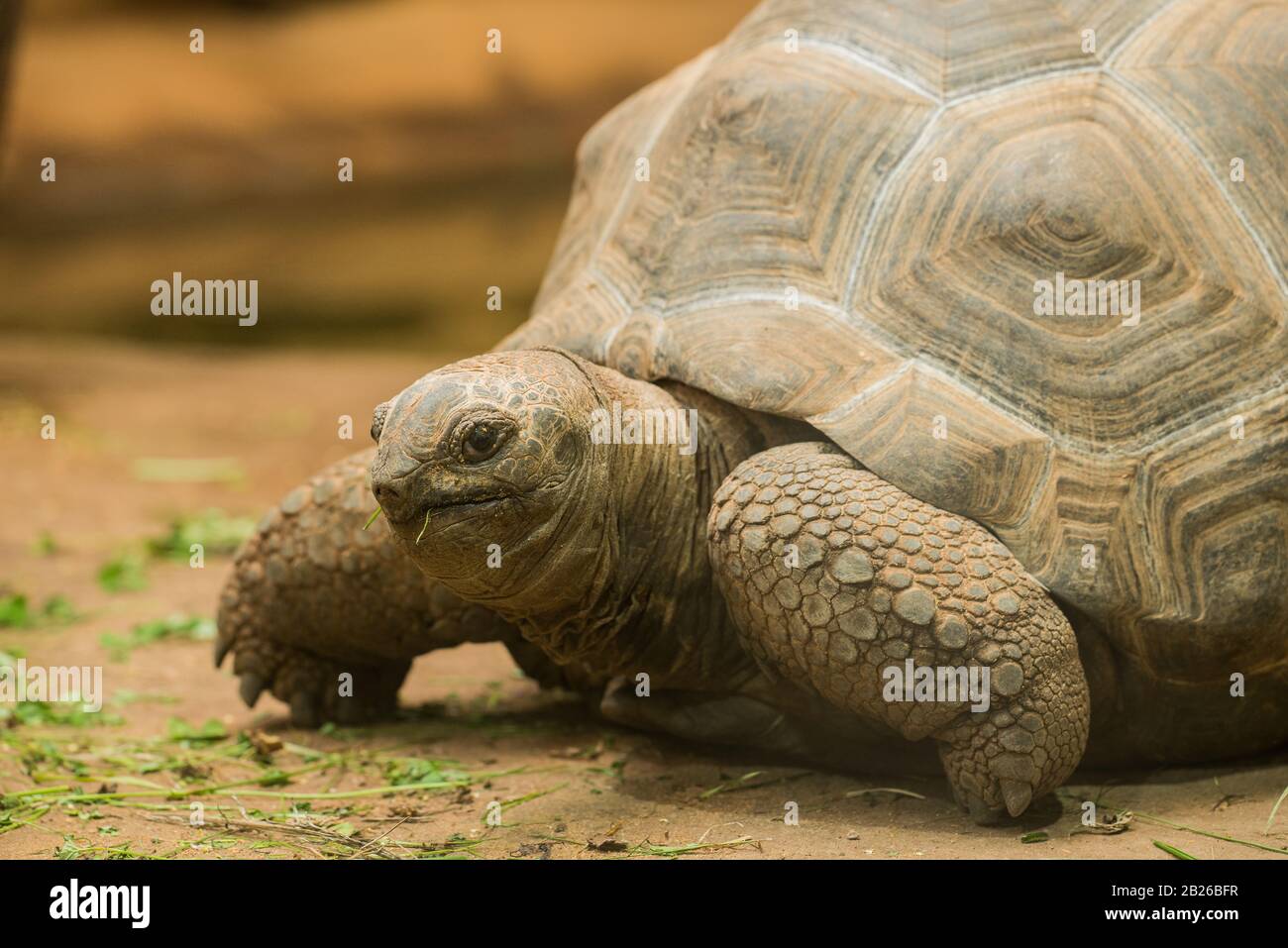 Big turtle hi-res stock photography and images - Alamy