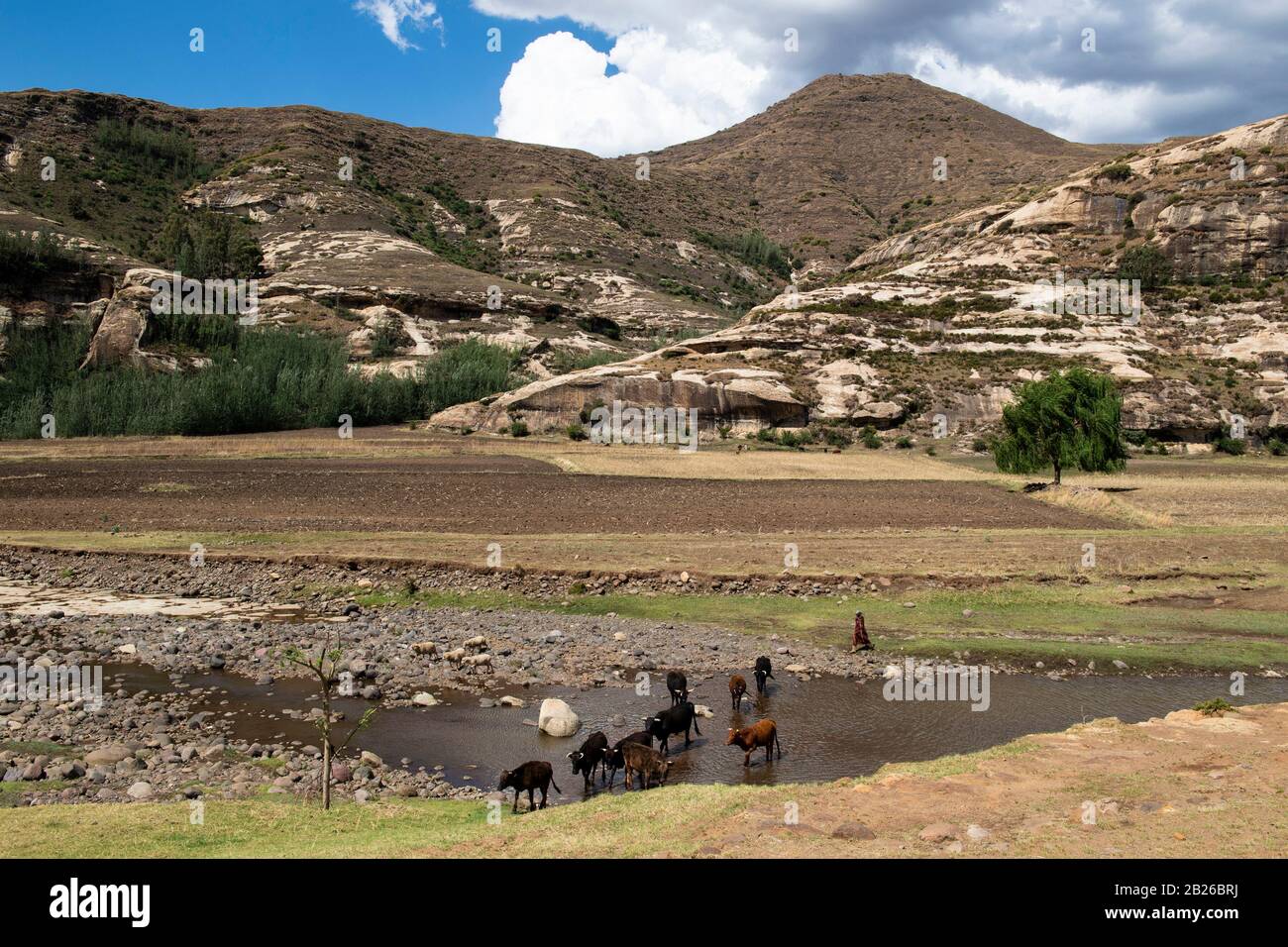 Herding cows hi-res stock photography and images - Alamy