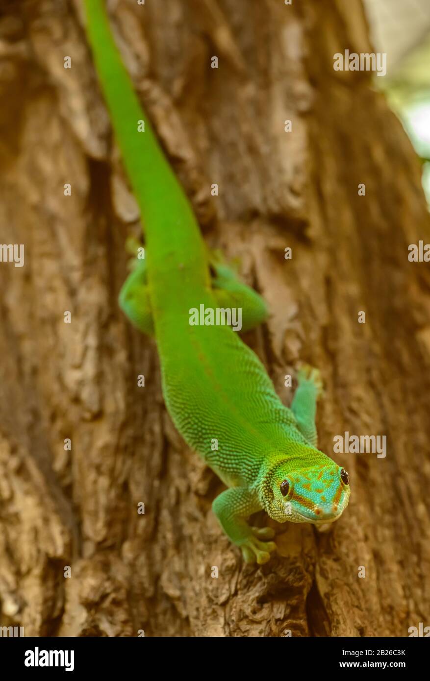 green gecko on a tree stem looking at you in zoo pilsen Stock Photo - Alamy