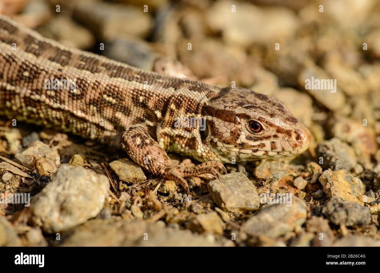 portrait of small brown lizard on gravel ground, wild Stock Photo - Alamy