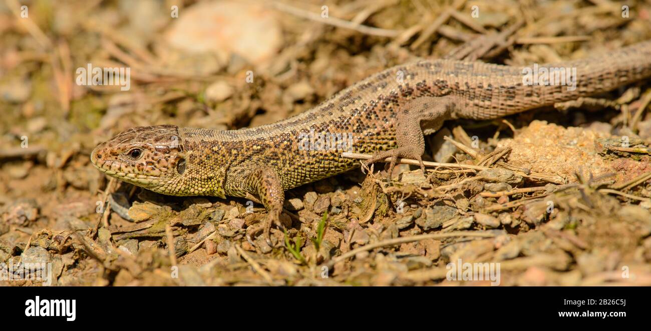 small brown common lizard on the ground, wild Stock Photo - Alamy