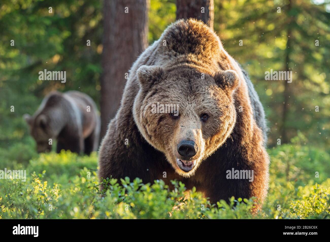 Wild Adult Male of Brown bear in the pine forest. Front view ...