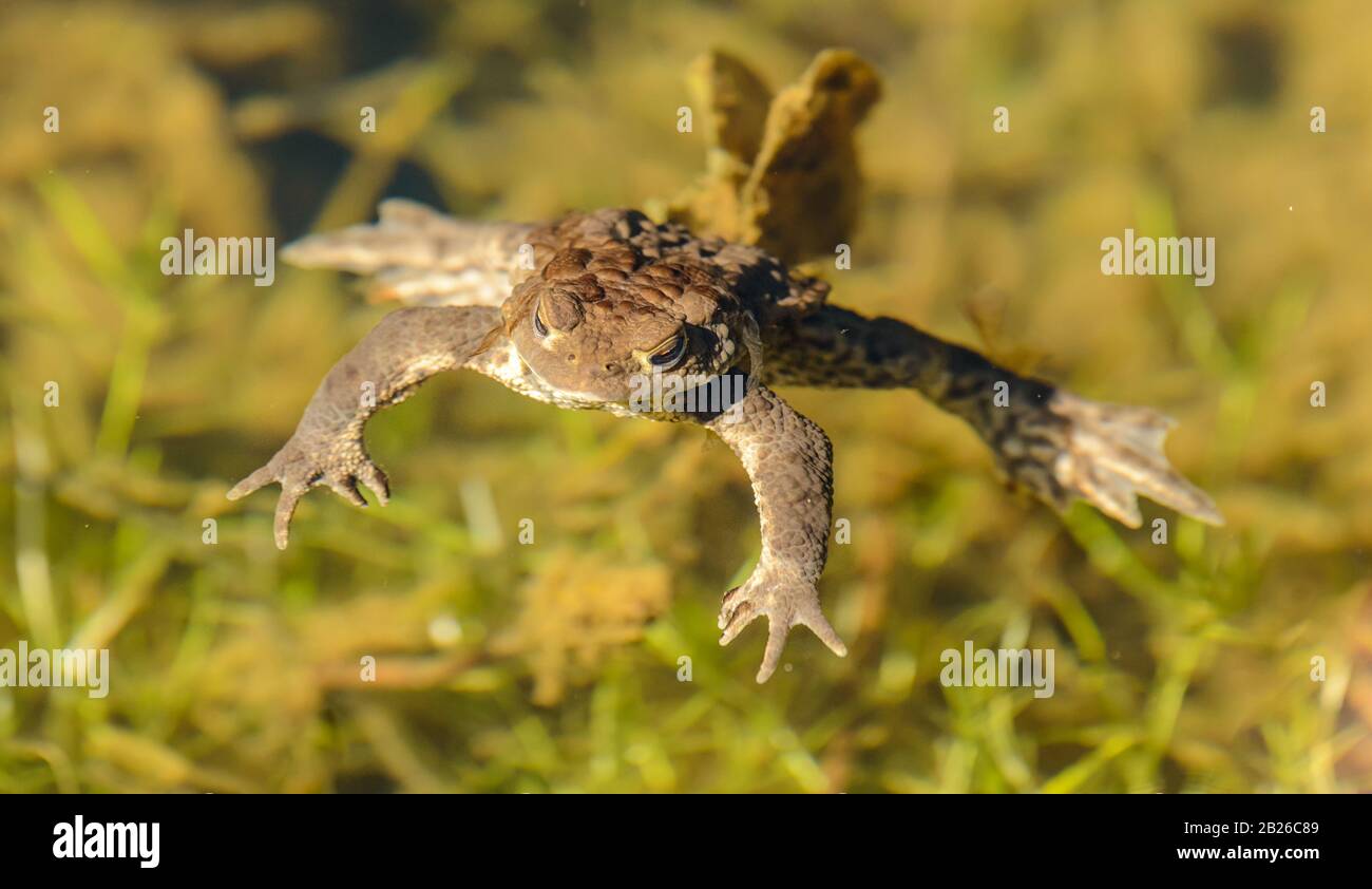 toad frog floating in clear water, wild Stock Photo - Alamy