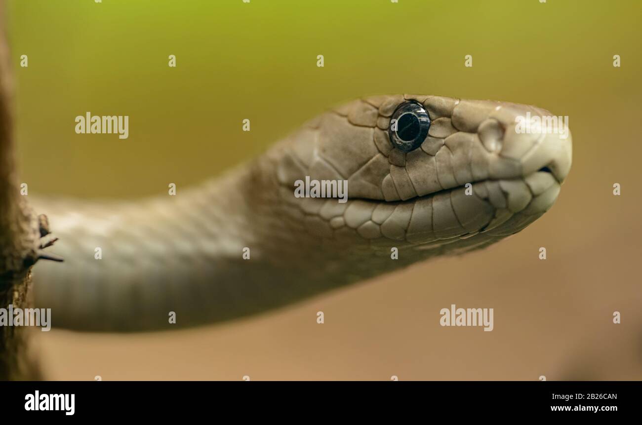 portrait of snake looking from behind branch in zoo pilsen Stock Photo ...