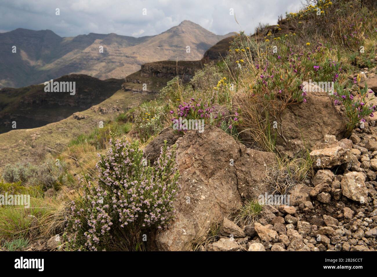 Spring flowers, mountain scenery, Ts'ehlanyane National Park, Lesotho ...