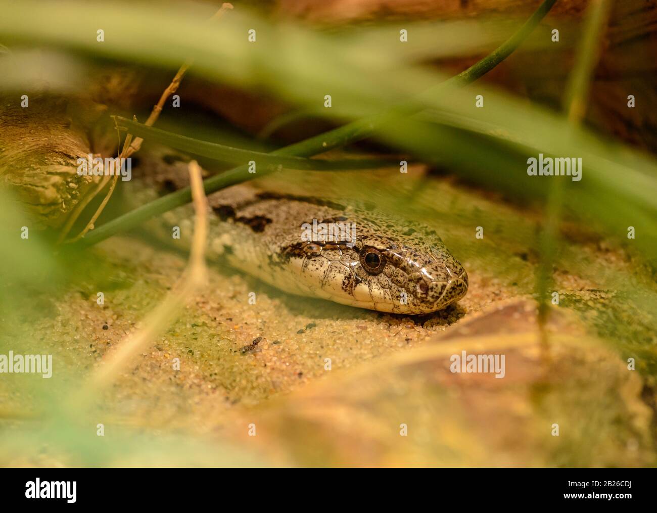 snake portrait on the ground through vegetation Stock Photo - Alamy