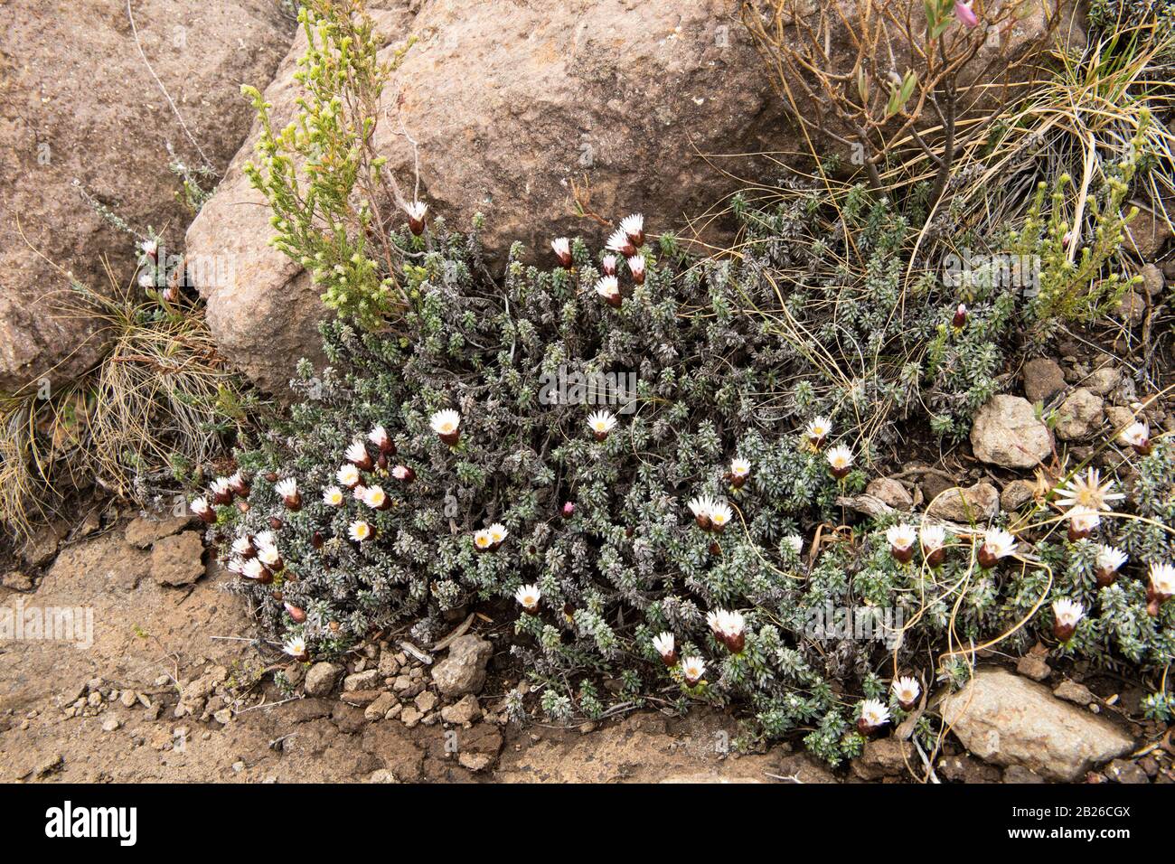 Spring flowers, Ts'ehlanyane National Park, Lesotho Stock Photo - Alamy