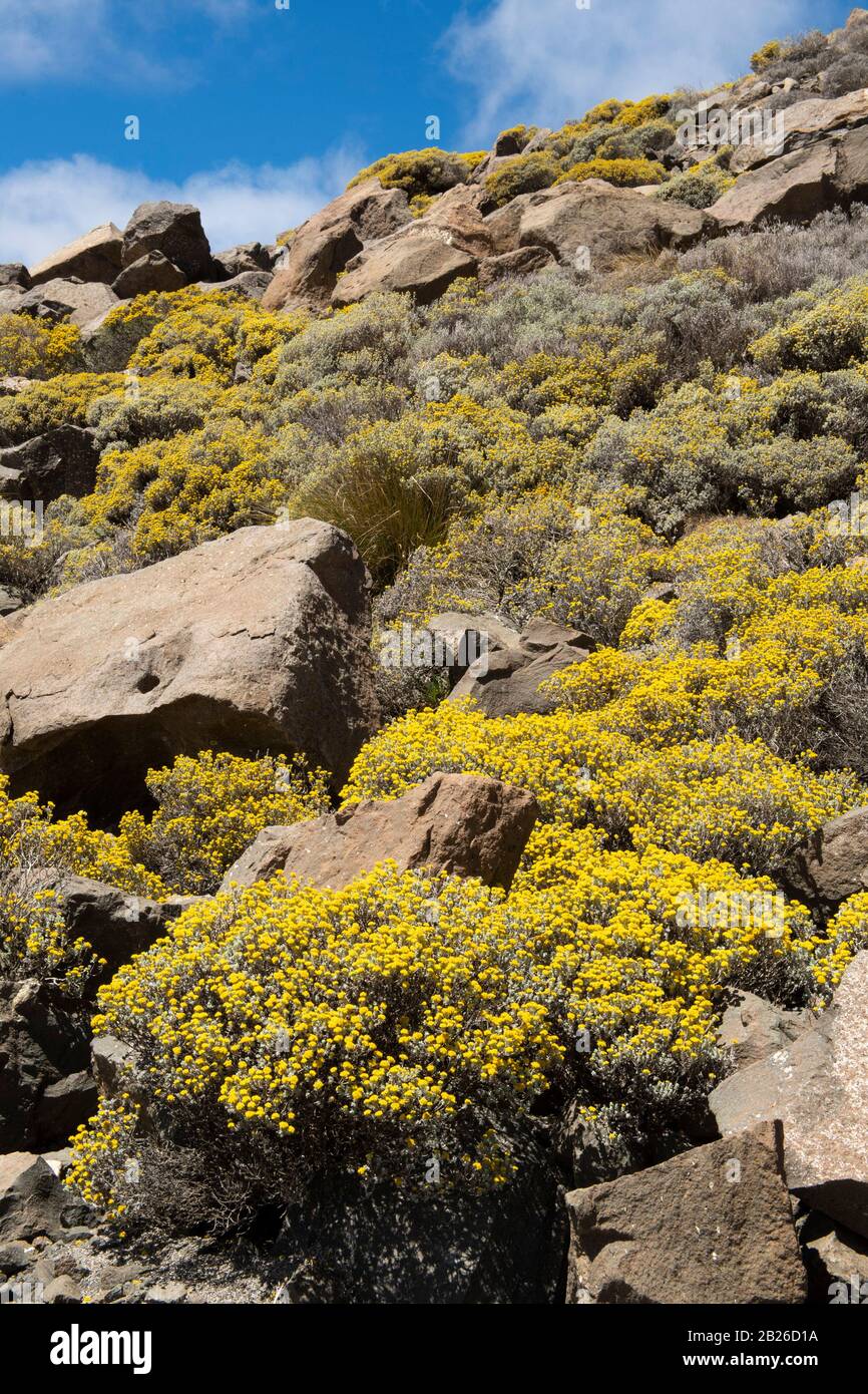 Spring flowers, Bokong Nature Reserve, Lesotho Stock Photo - Alamy