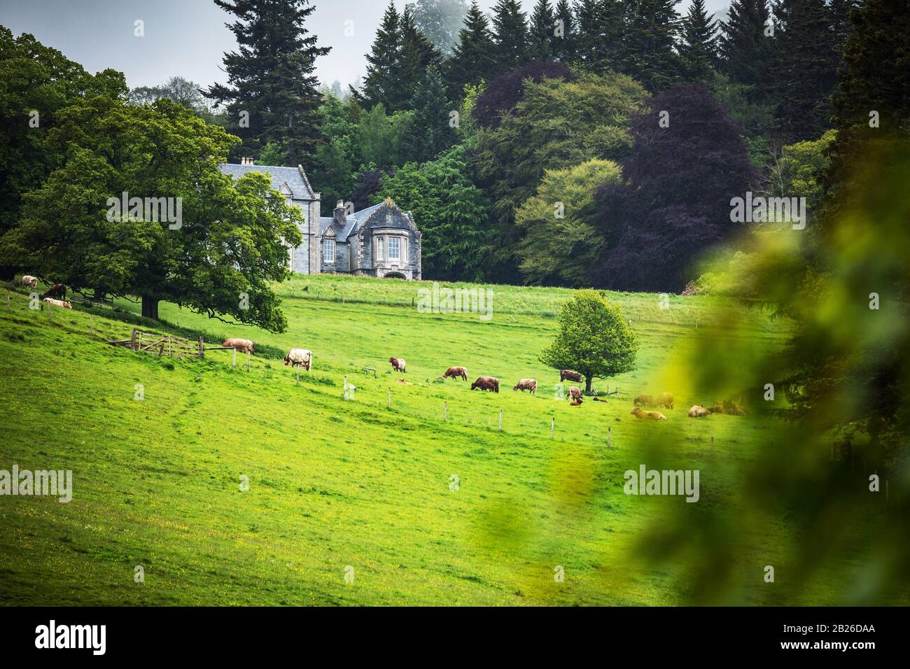 Scenic Scotland meadows with sheep in traditional landscape Stock Photo ...