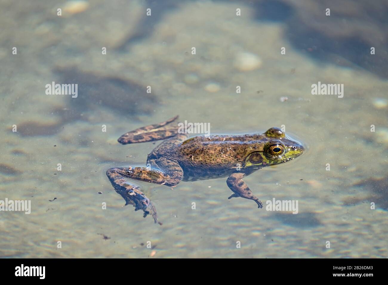 A Green Frog is floating on the surface of the muddy water. Sproat Lake ...