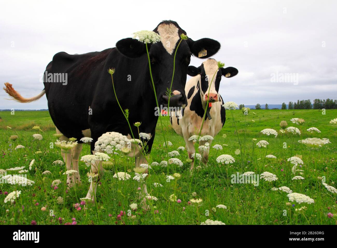 Funny farm poster hi-res stock photography and images - Alamy