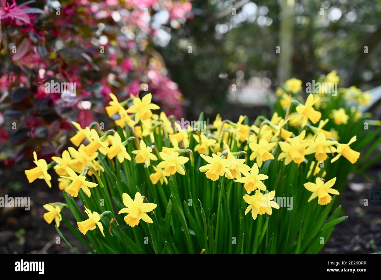 Narcissus. Spring flowers Stock Photo - Alamy