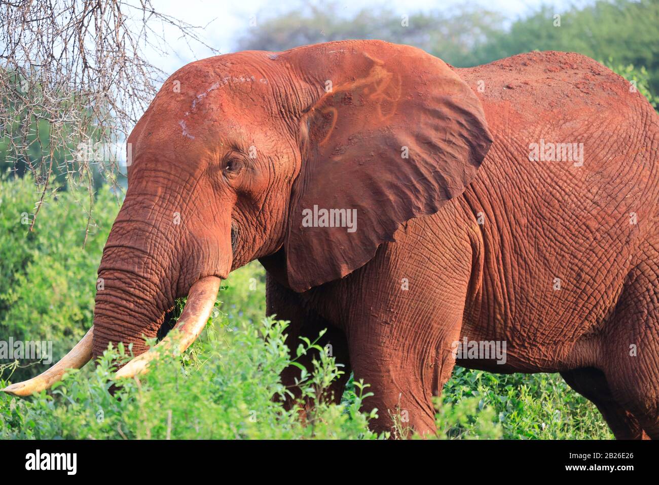 Elephants with red skin because of dust in Tsavo East Nationalpark ...