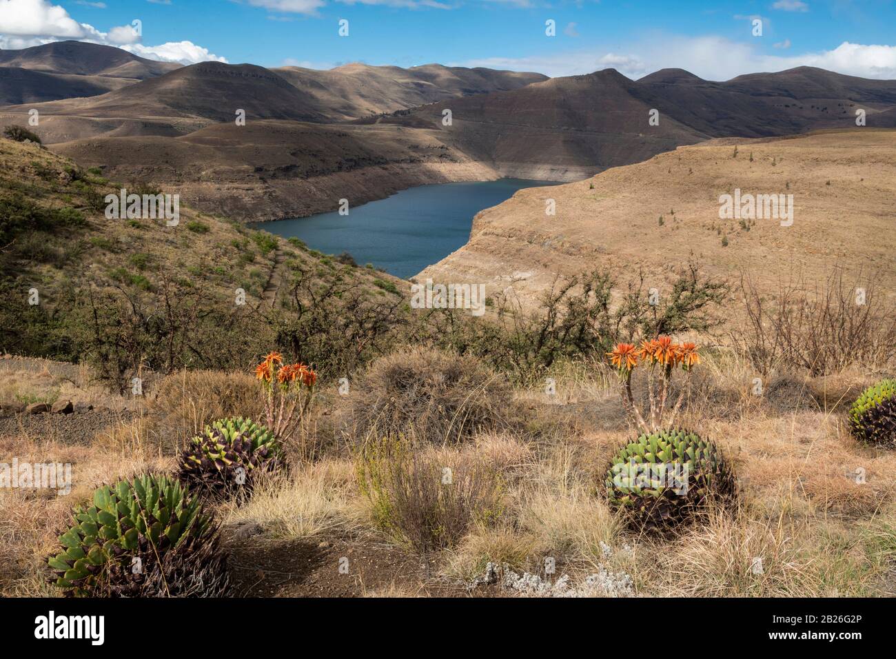 Spiral aloes (Aloe polyphylla), endemic to Lesotho, Katse Dam seen from ...