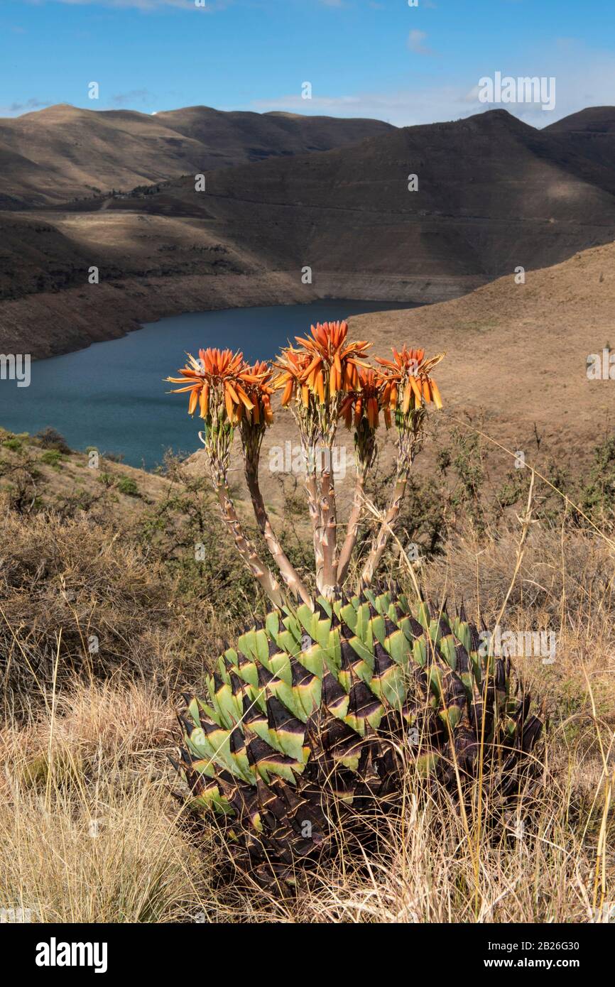 Spiral aloes (Aloe polyphylla), endemic to Lesotho, Katse Dam seen from ...