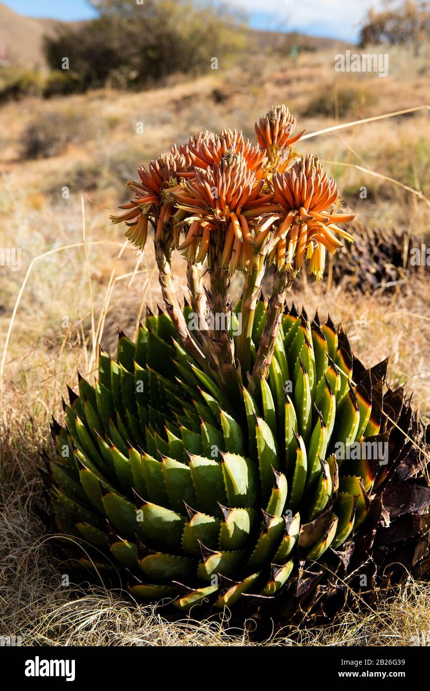Spiral aloes (Aloe polyphylla), endemic to Lesotho, Katse Botanical ...