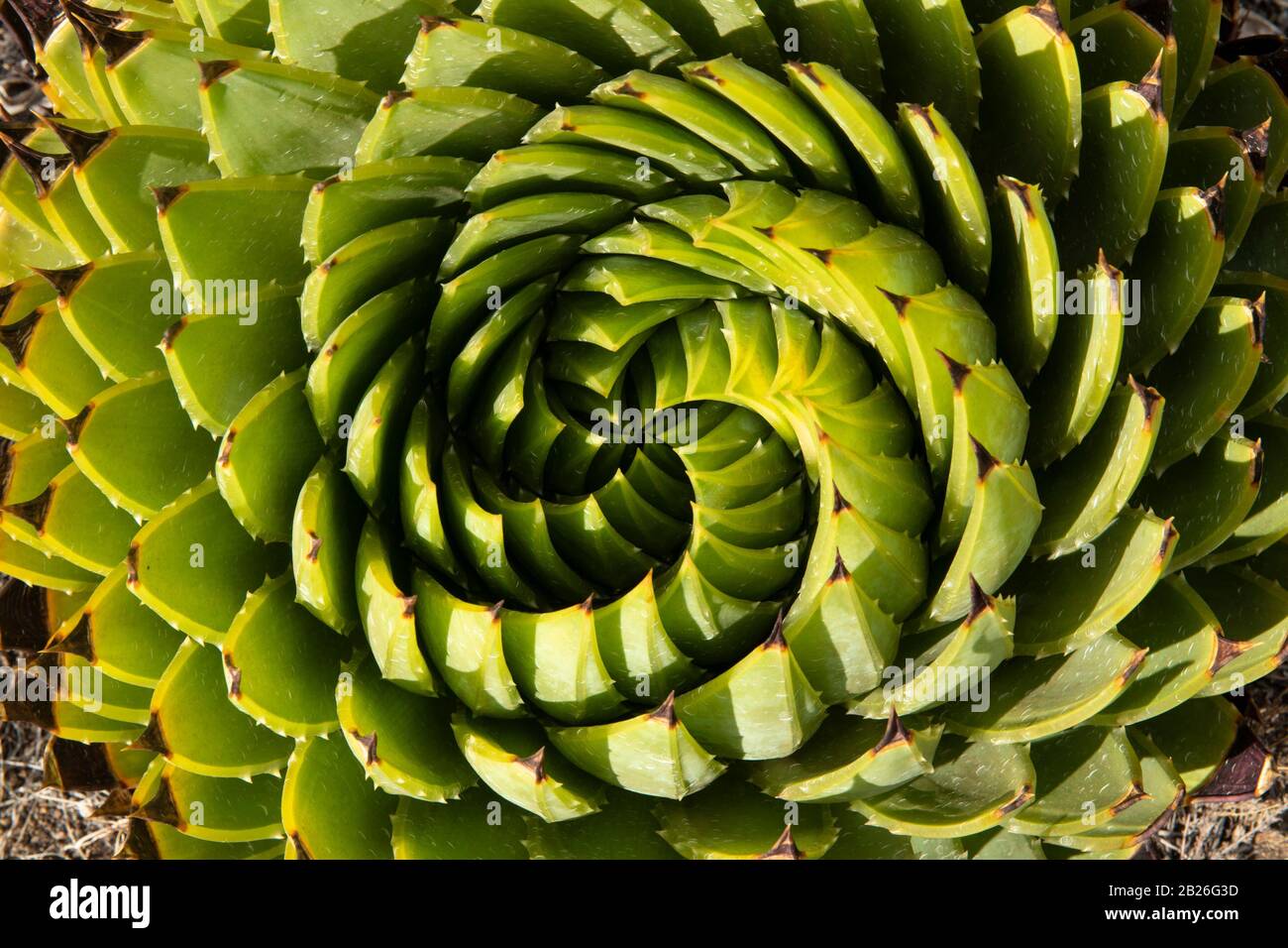 Spiral aloes (Aloe polyphylla), endemic to Lesotho, Katse Botanical ...