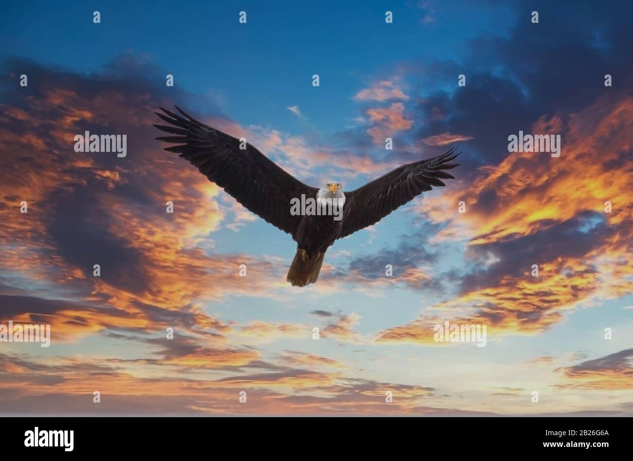 Bald Eagle Looking at Sunset Stock Photo - Alamy
