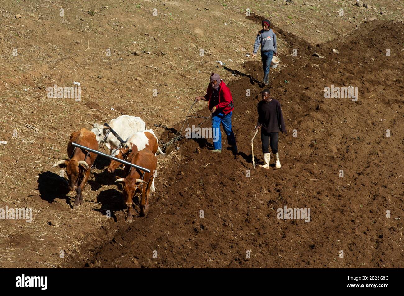 Traditional ploughing of land using oxen, Katse Dam, Lesotho Stock ...