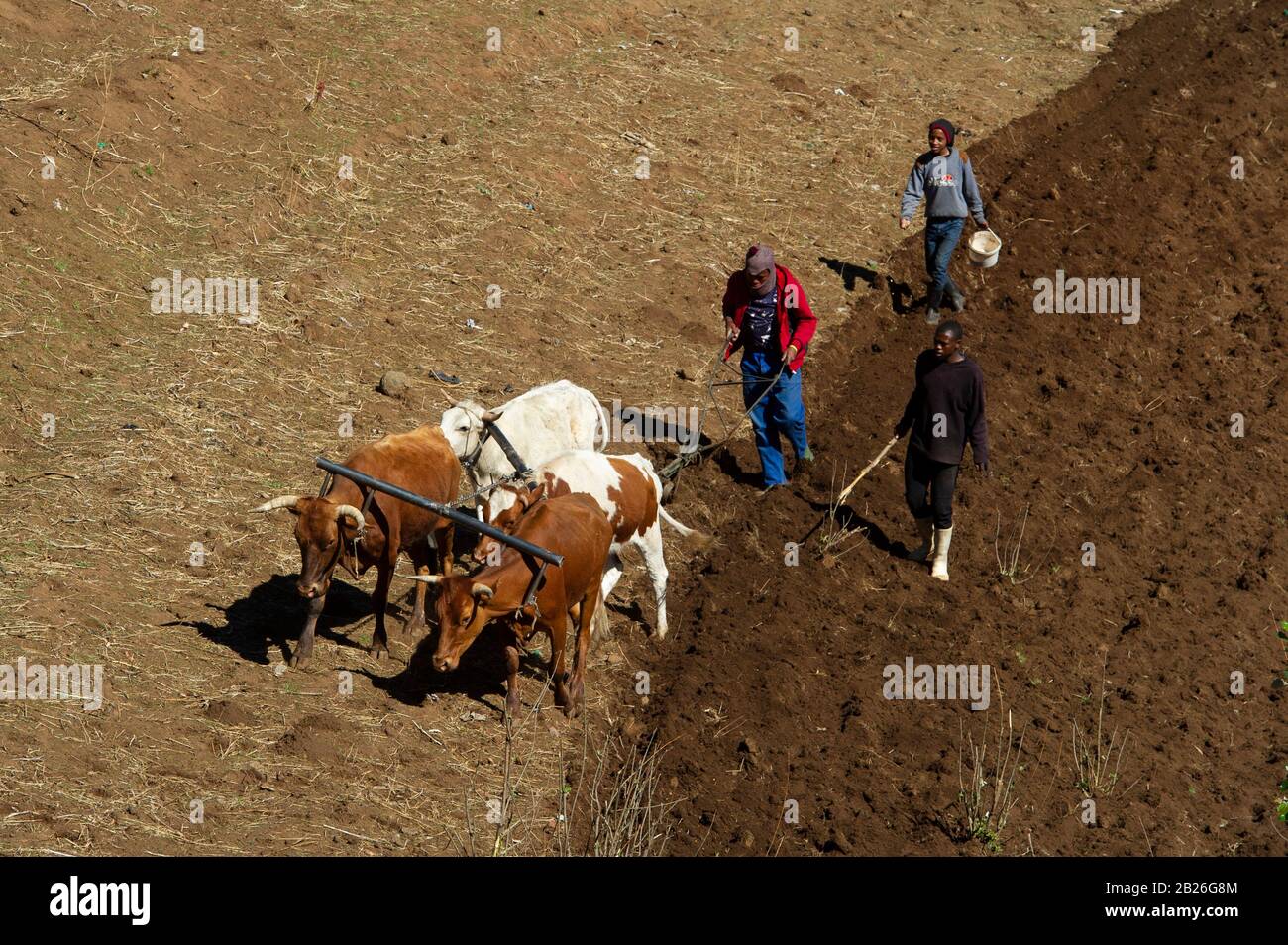 Traditional ploughing of land using oxen, Katse Dam, Lesotho Stock ...