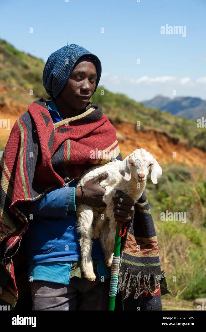 Basotho shepherd carrying a young goat, Lesotho Stock Photo - Alamy
