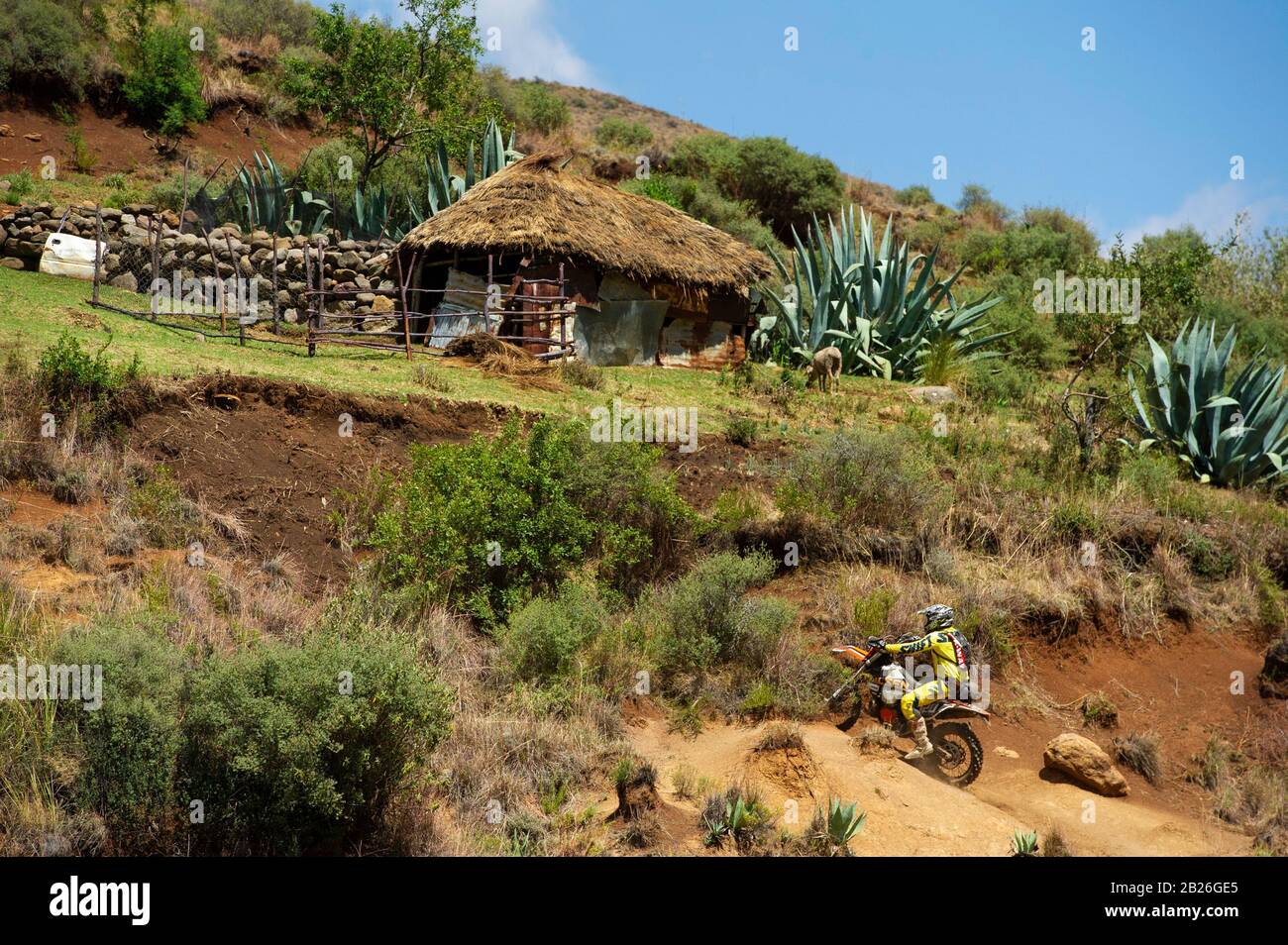 Mafika lisiu hi-res stock photography and images - Alamy