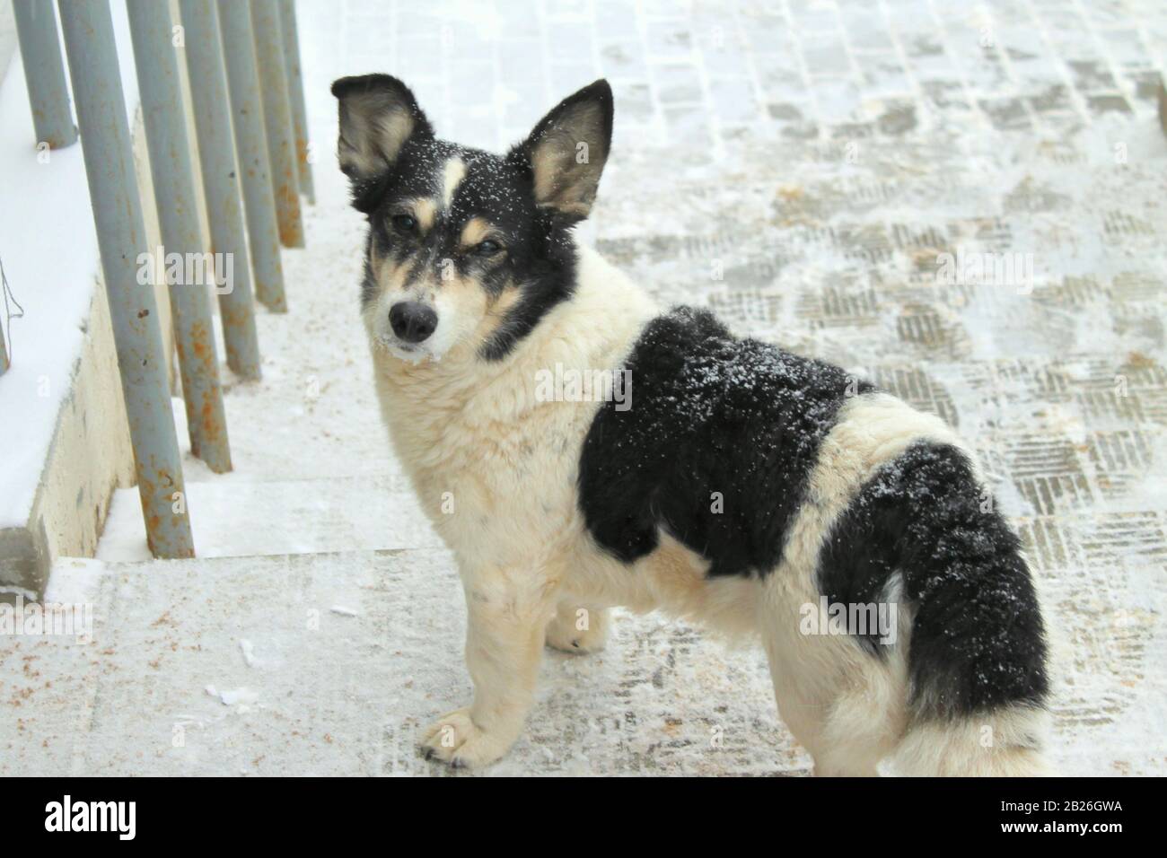 Little cute sad dog in the winter in the city Stock Photo - Alamy