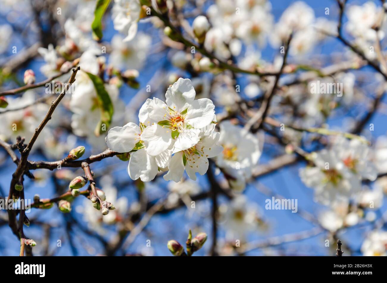 Almond flowers, springtime. Close-up of almond flowers from Datca ...