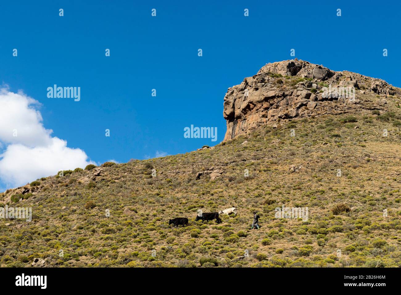 Shepherd with cows, Moteng Pass, near Oxbow, Lesotho Stock Photo - Alamy