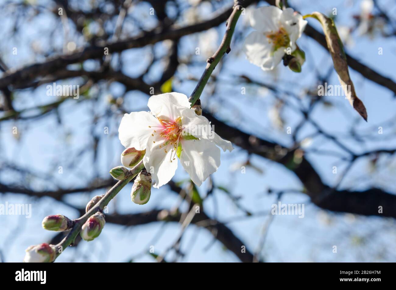 Almond flowers, springtime. Close-up of almond flowers from Datca ...