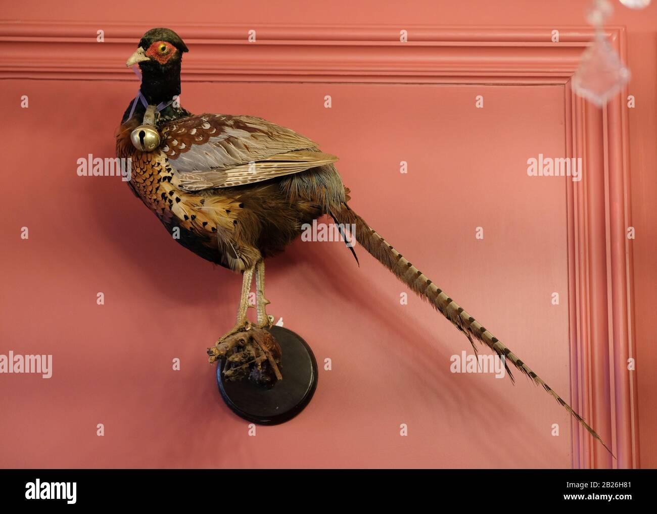 A taxidermy pheasant mounted onto a wall. The common pheasant ...