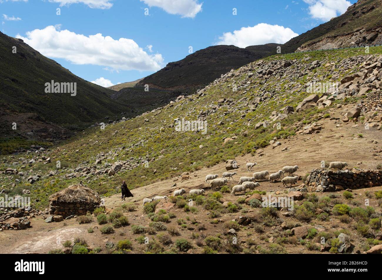 Basotho shepherd herding sheep, Lesotho Stock Photo - Alamy