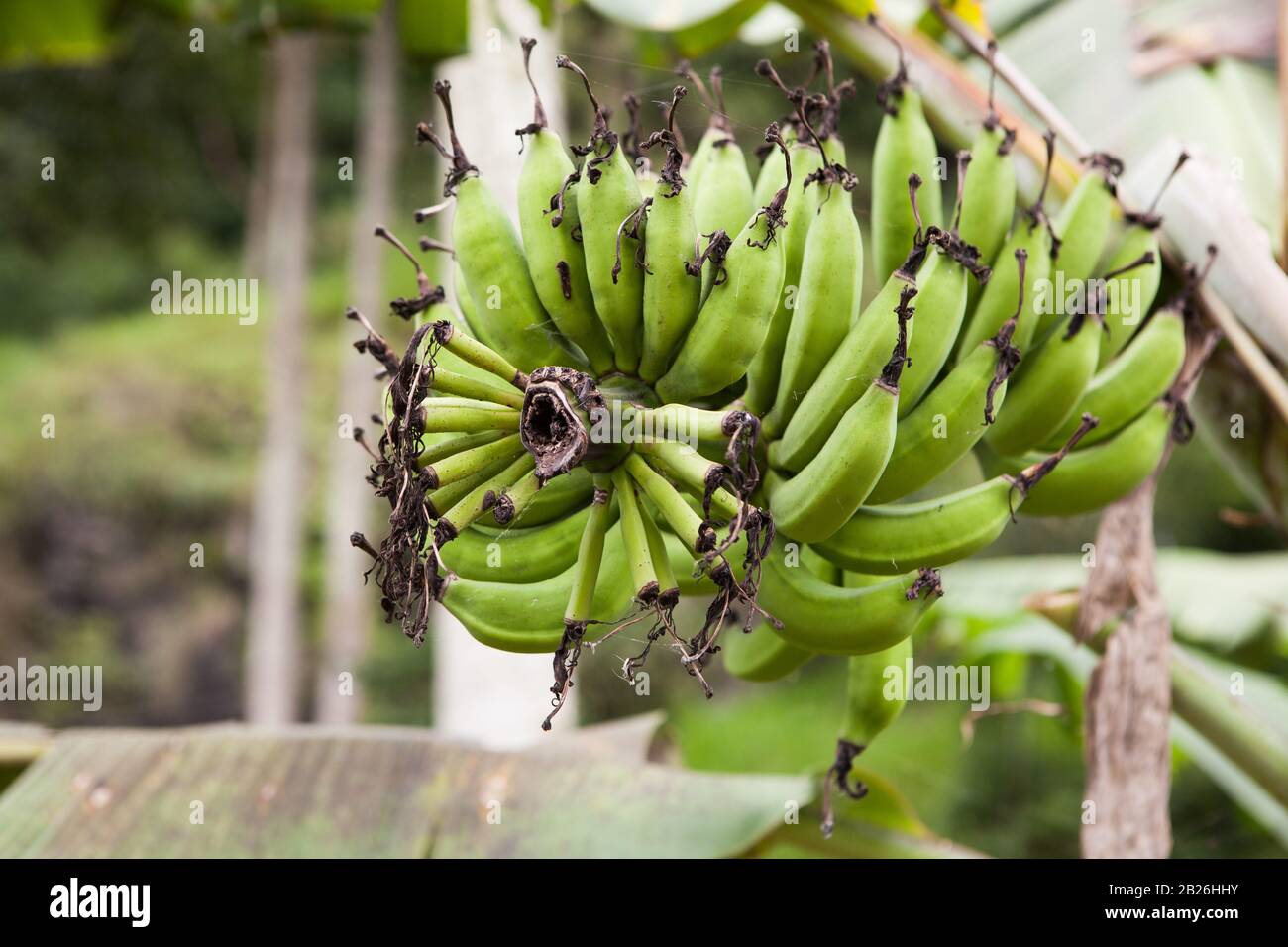 Bunch of bananas on tree outdoor Stock Photo - Alamy