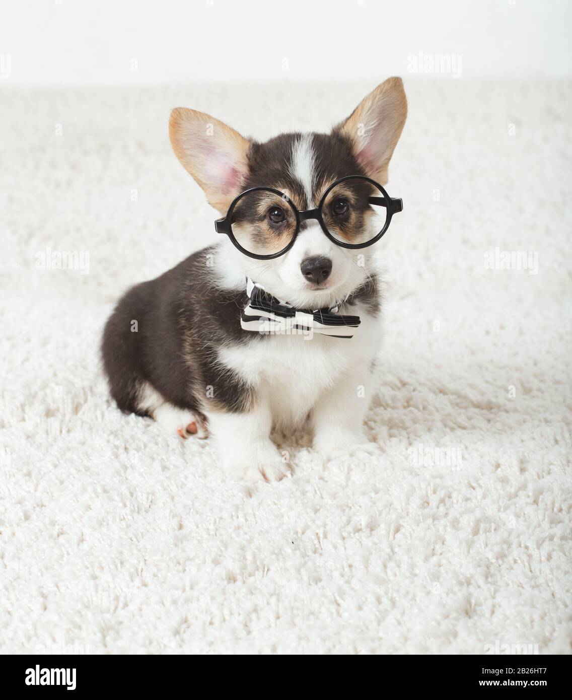 Corgi dog puppy with glasses Stock Photo - Alamy