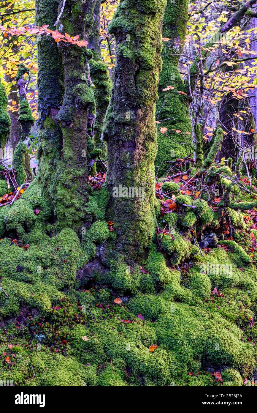Greens moss hi-res stock photography and images - Alamy