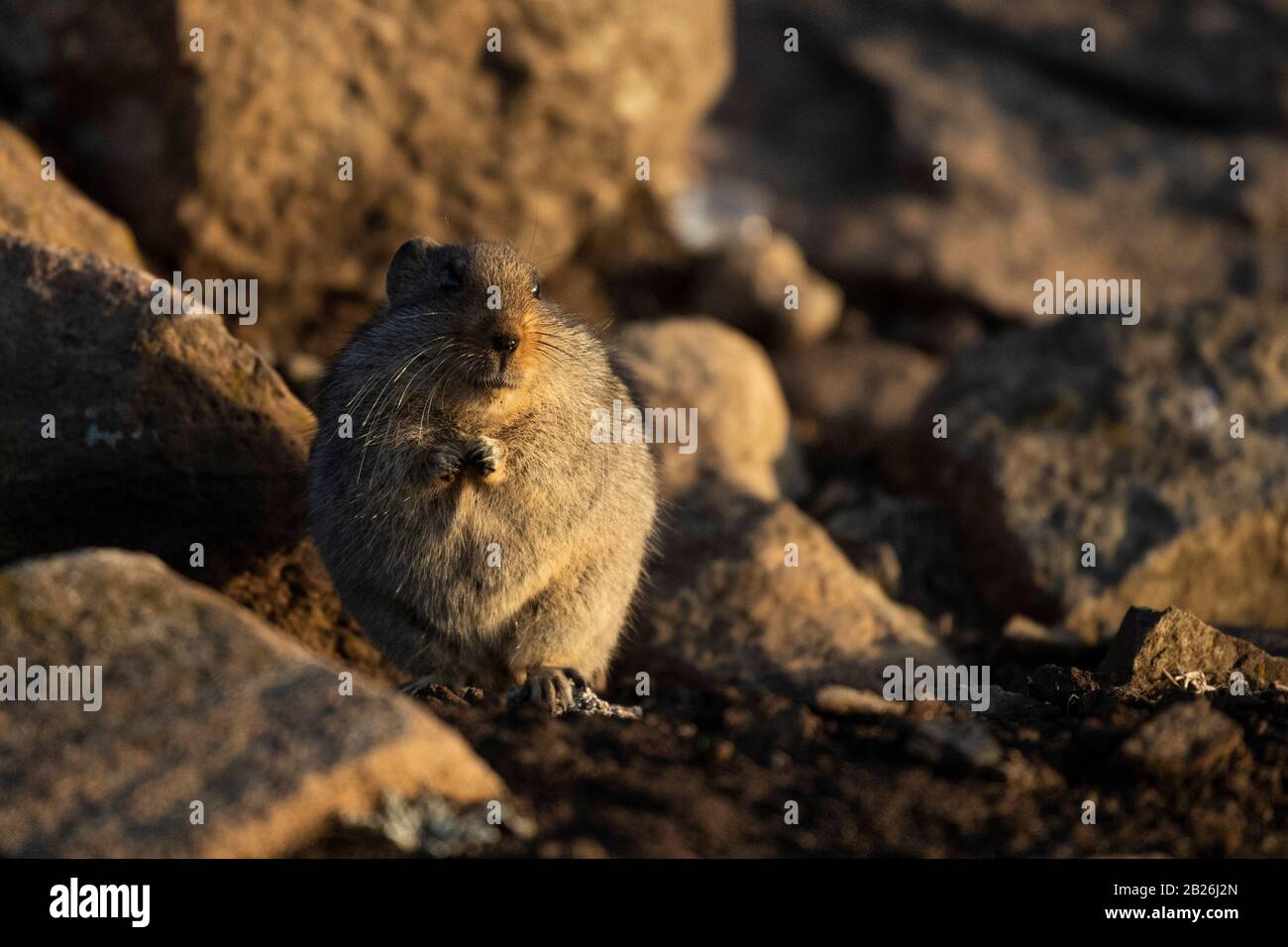 Ice rat hi-res stock photography and images - Alamy