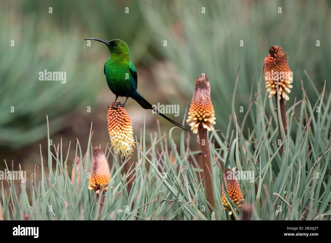 Sunbird feeding hi-res stock photography and images - Alamy