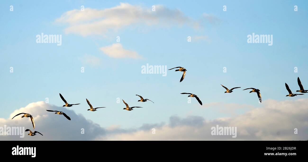 Canadian brent geese hi-res stock photography and images - Alamy