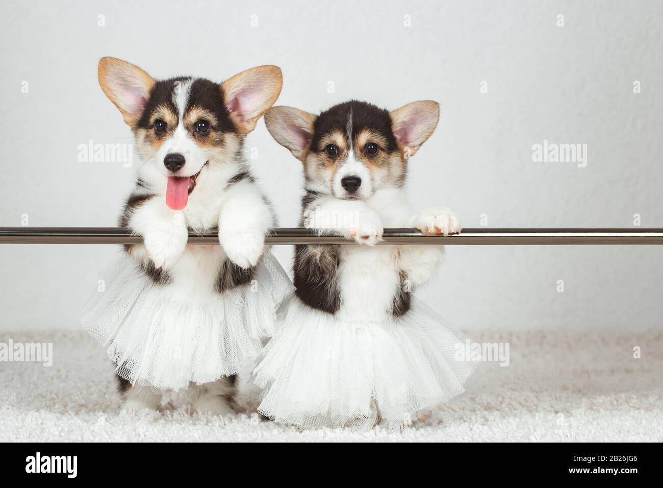 Corgi puppies at the ballet dancer Stock Photo - Alamy
