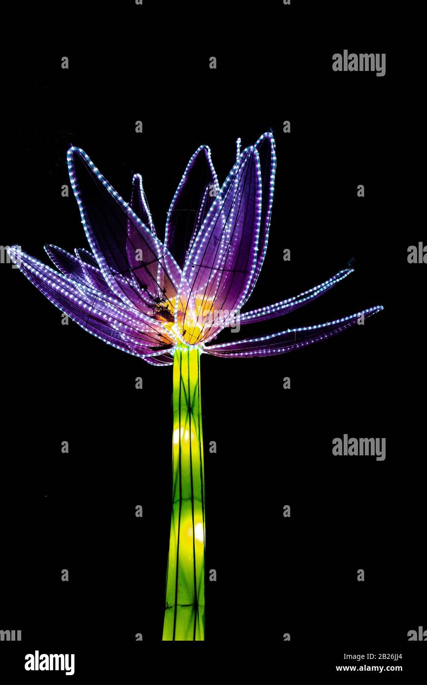 Illuminated flowers at the 'Lightopia' light festival at Chiswick House ...