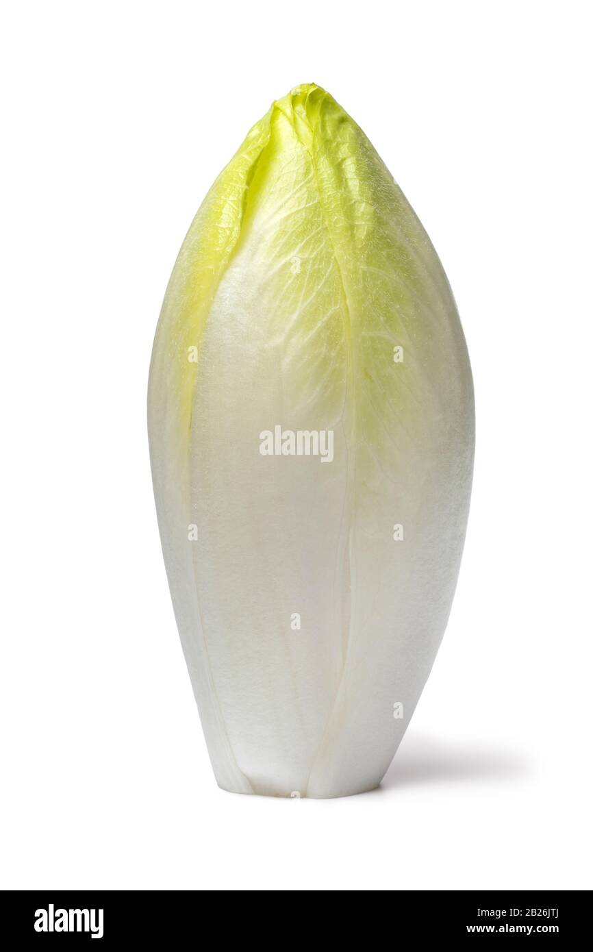 Whole fresh raw Belgian endive isolated on white background Stock Photo ...