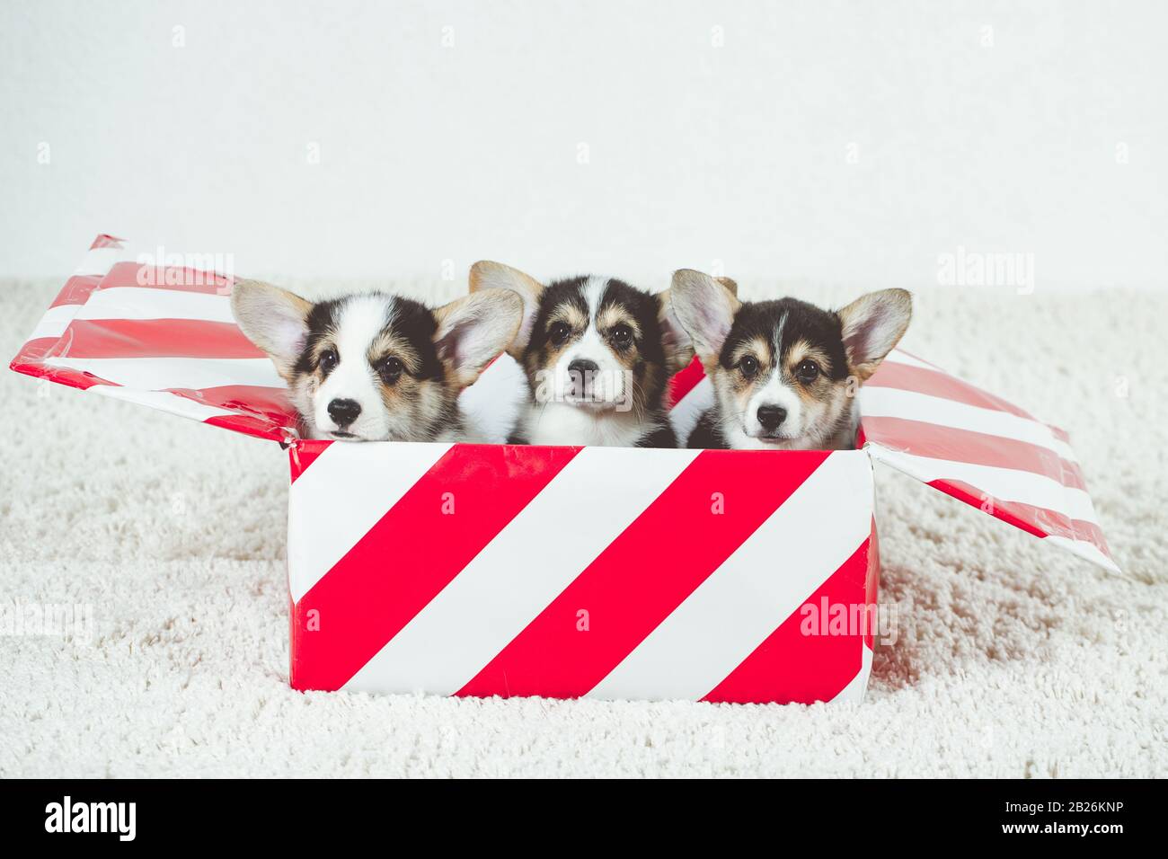 Welsh corgi cardigan sitting hi-res stock photography and images - Alamy