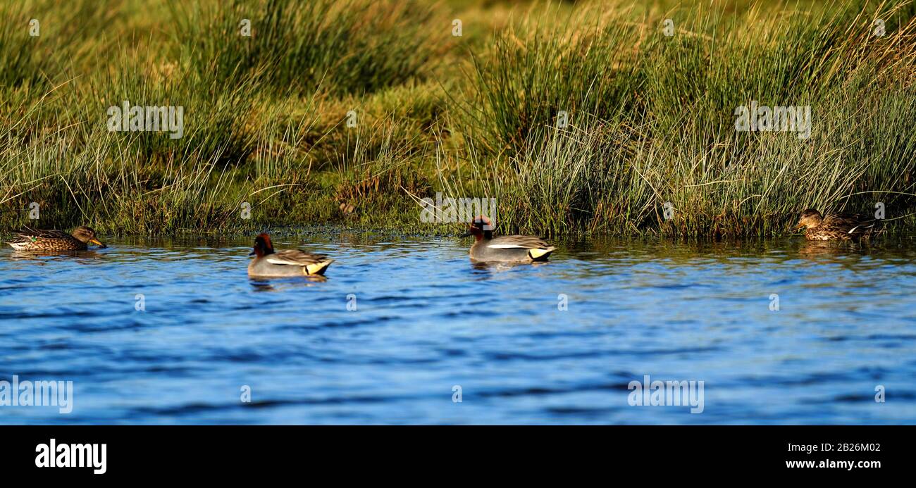 Flock teal ducks hi-res stock photography and images - Alamy