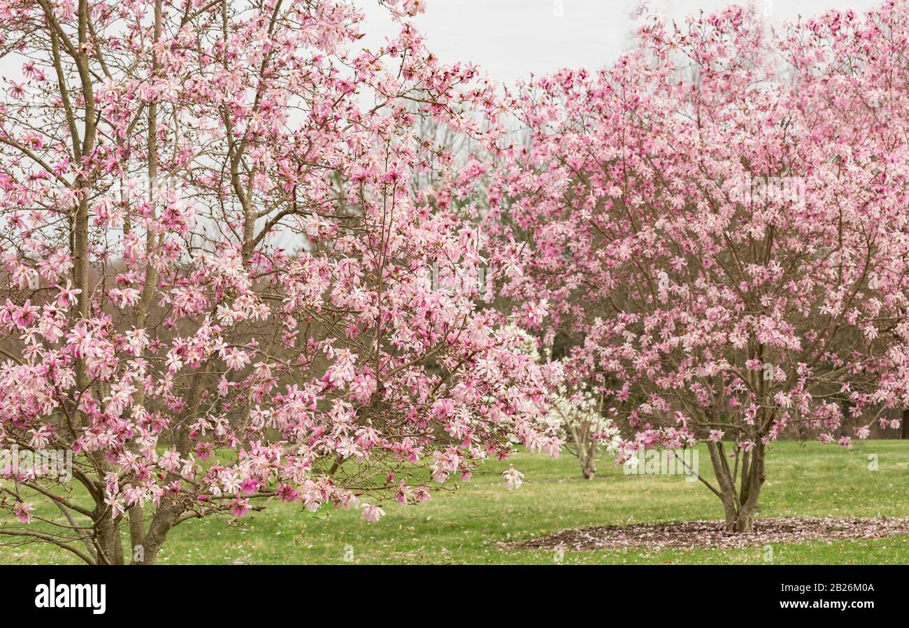 Two very fragrant star magnolia trees in full bloom Stock Photo - Alamy