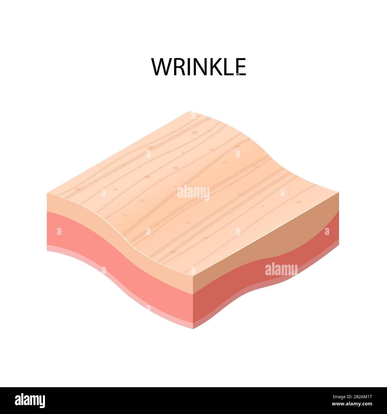wrinkle formation cross-section of human skin layers structure skincare ...