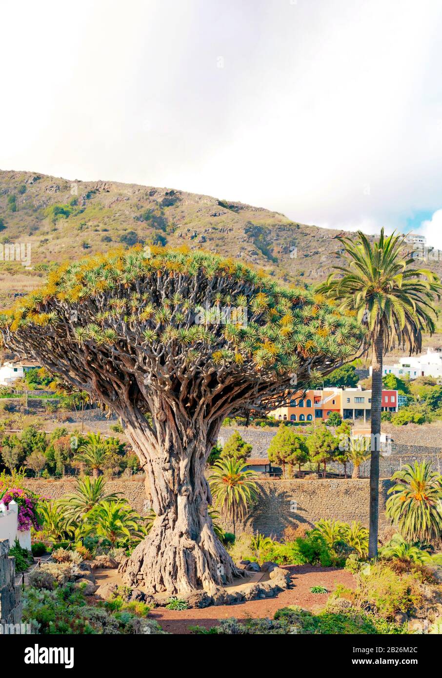 Millenary dragon tree hi-res stock photography and images - Alamy