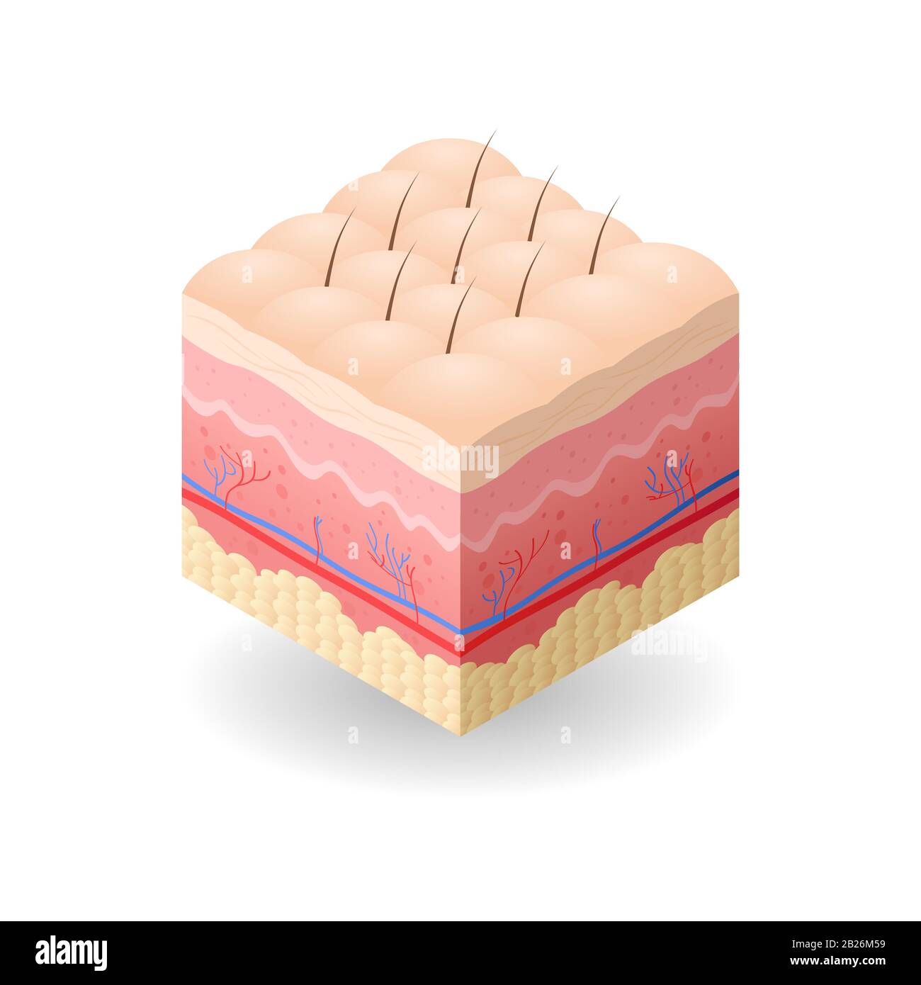 skin with cellulite and hair cross-section of human skin layers ...