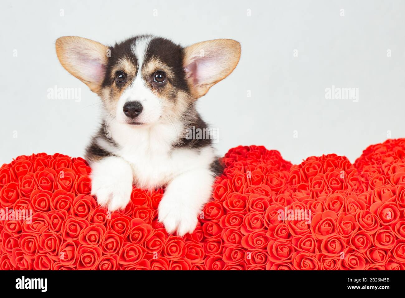 Boy with roses hi-res stock photography and images - Alamy