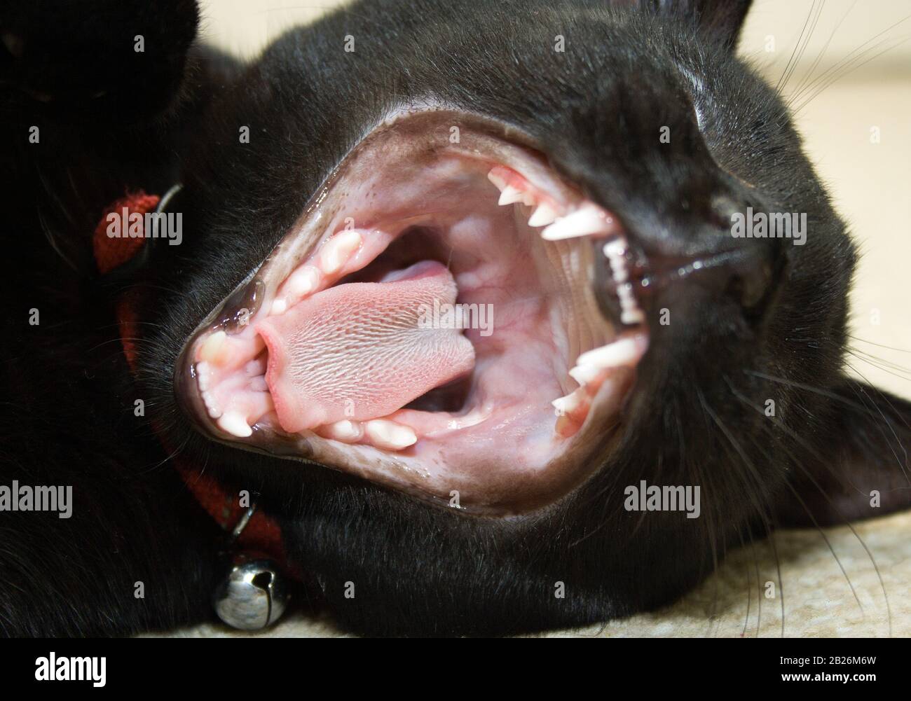 Cat teeth open hi-res stock photography and images - Alamy