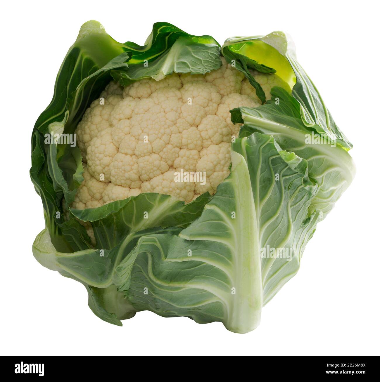 Cauliflower with leaves cut back on an isolated white background Stock ...